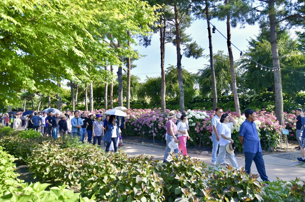공주시 ‘제4회 유구색동수국정원 꽃 축제’ 기대감 고조
